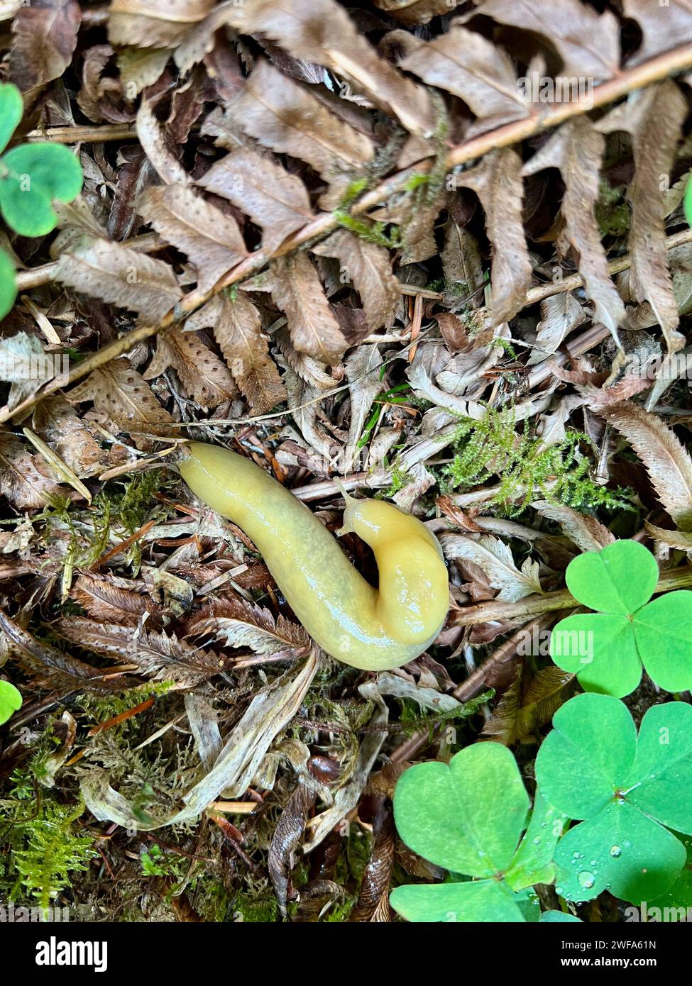 Banana Slug from Olympic National Park Stock Photo - Alamy