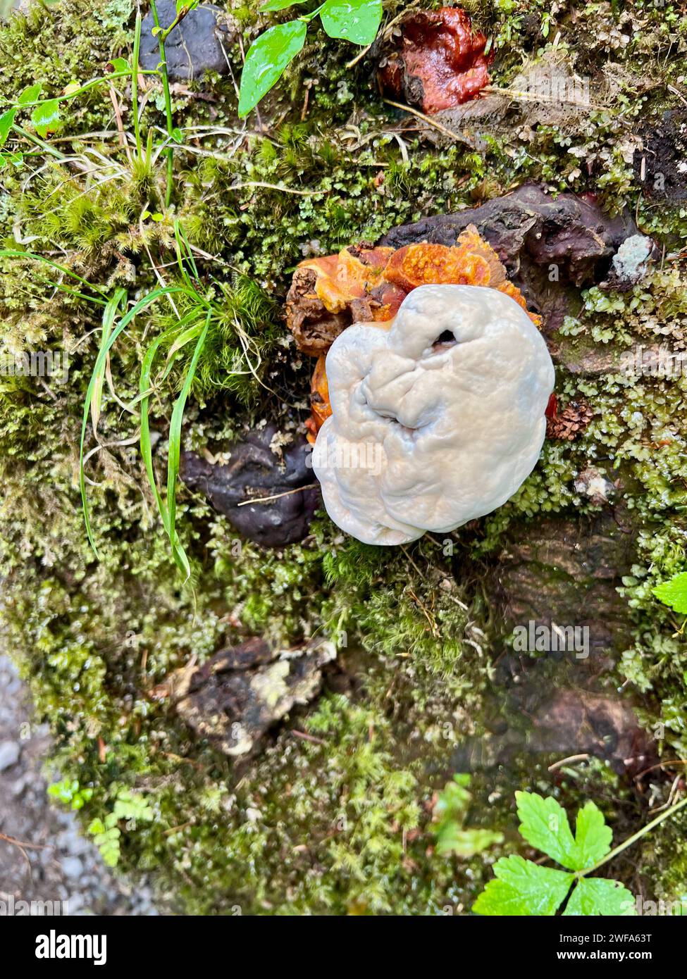 Musroom in the rain forest Stock Photo - Alamy