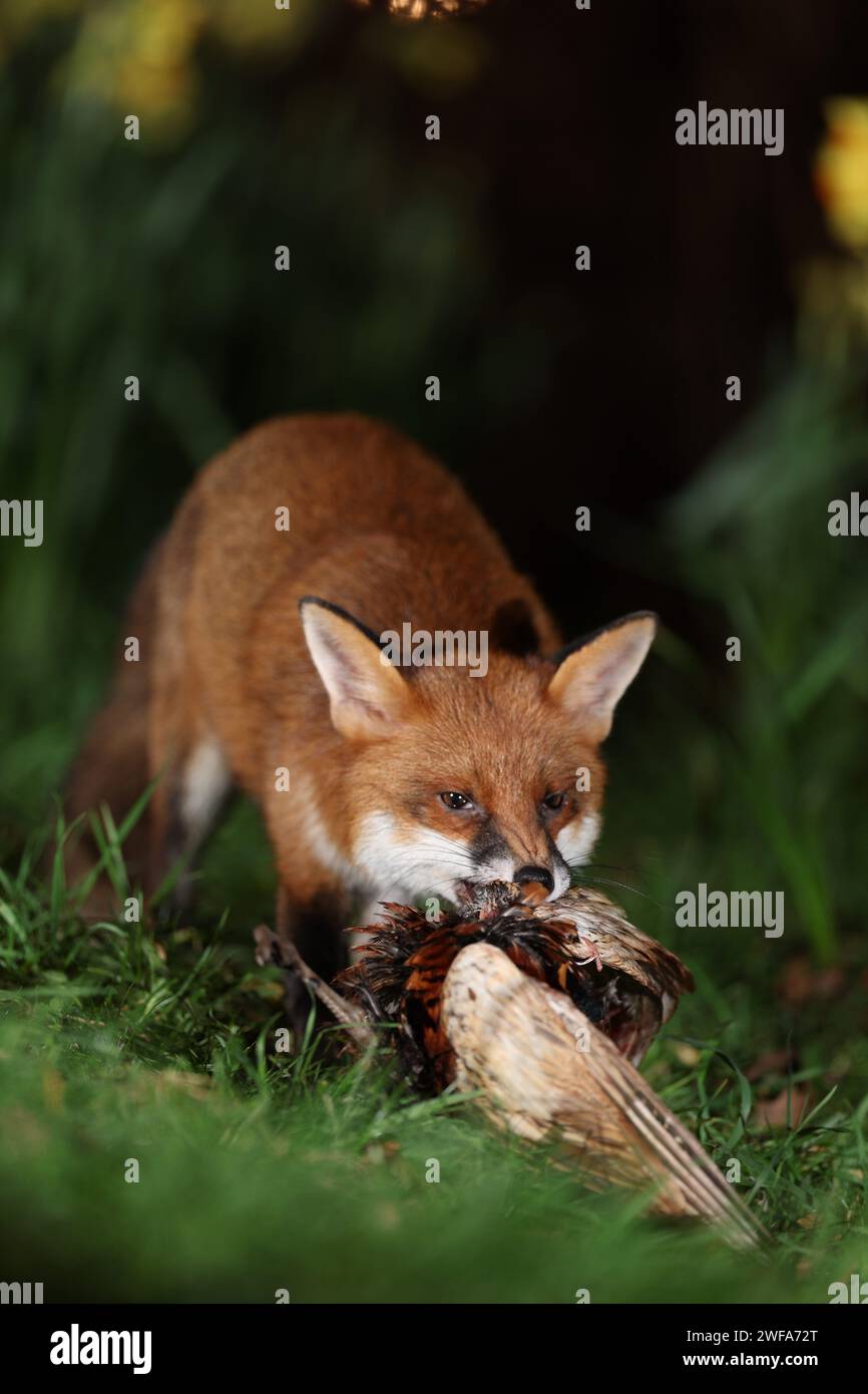 Graphic Content*** A Fox pauses to eat a pheasant in a field near ...