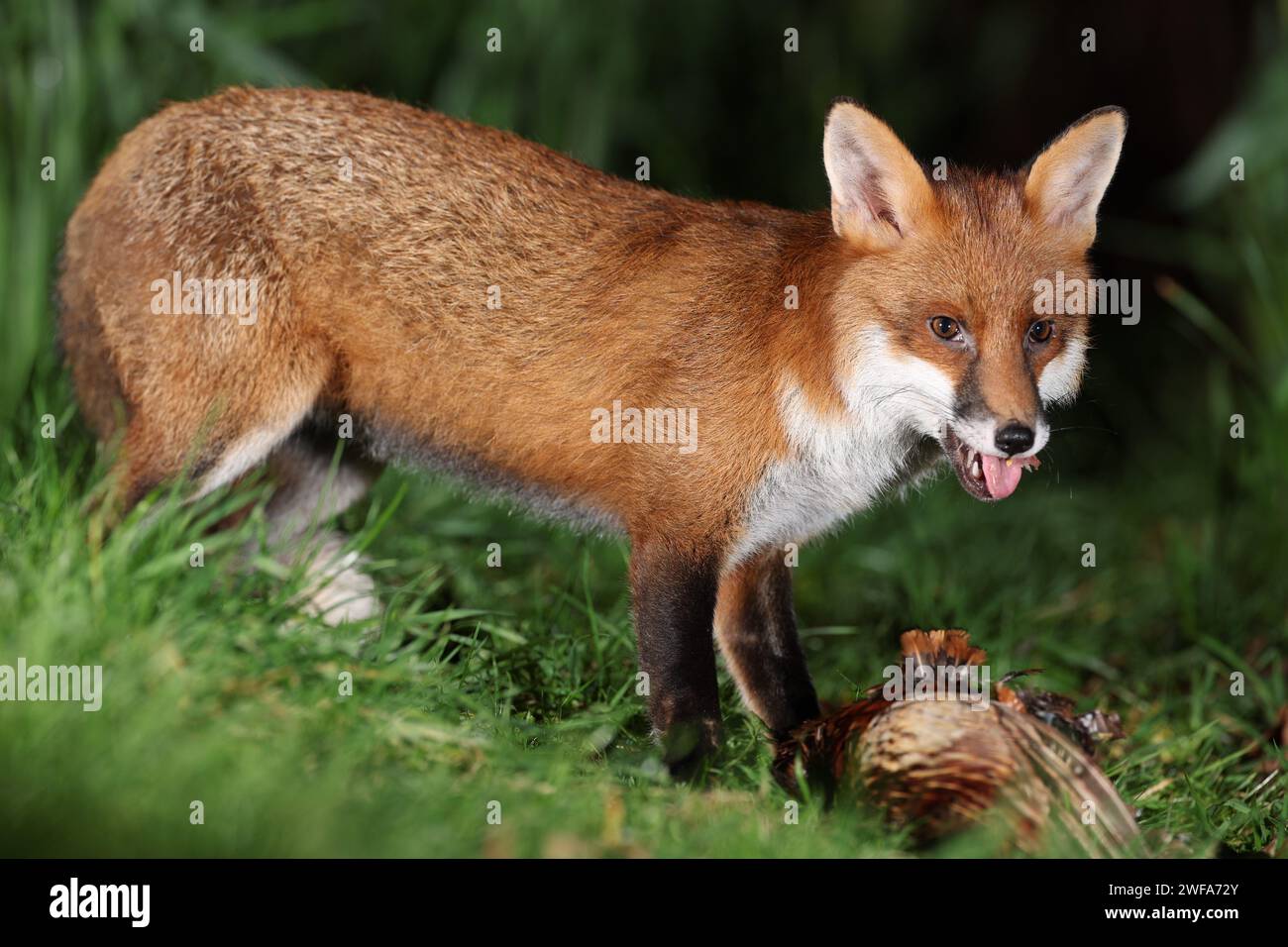 Graphic Content*** A Fox pauses to eat a pheasant in a field near ...