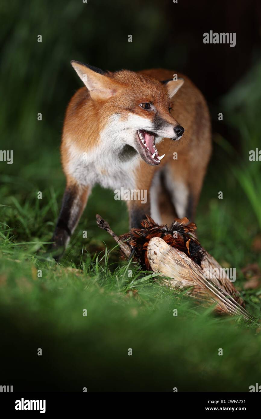 Graphic Content*** A Fox pauses to eat a pheasant in a field near ...