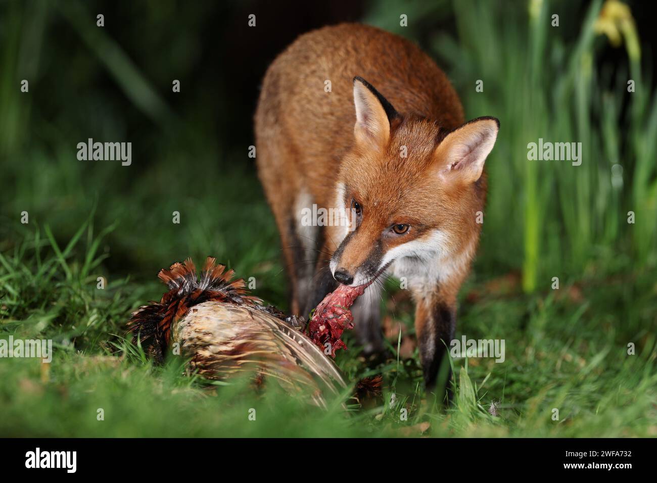 Graphic Content*** A Fox pauses to eat a pheasant in a field near ...