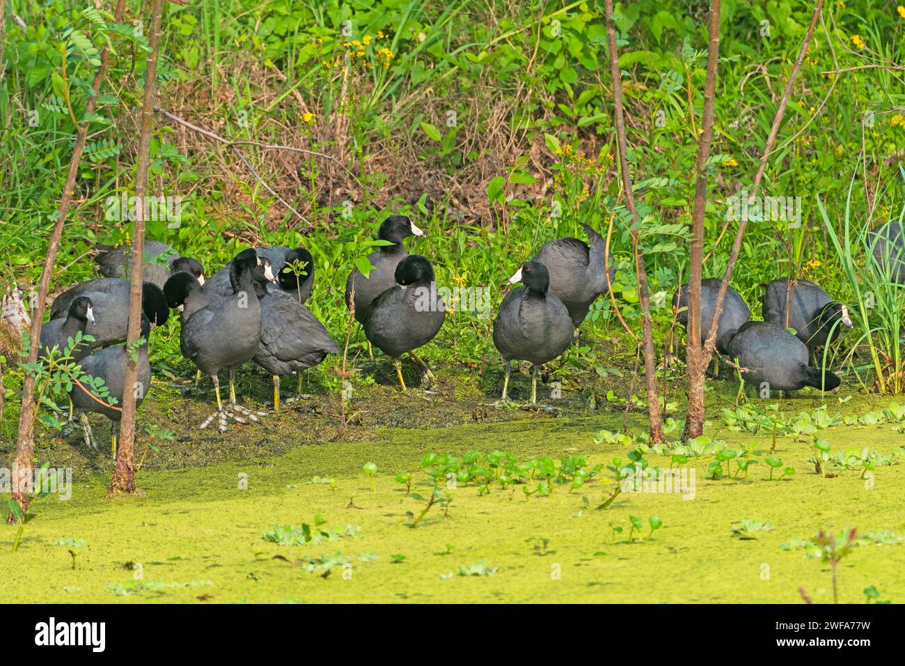 A large Group of American Coots on the Shore of a Marsh in Brazos Bend ...