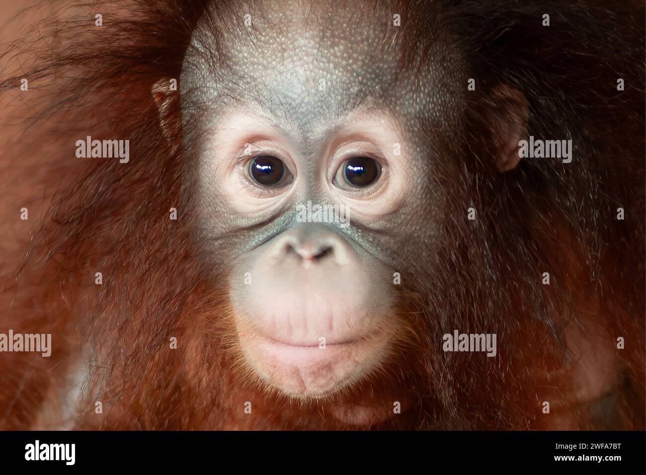 a portrait of baby Orang Utan or Pongo pygmaeus was looking straight ...