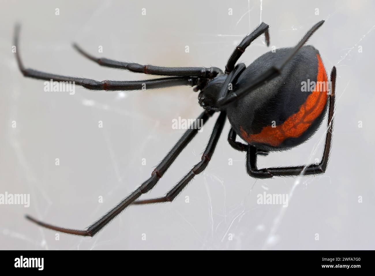 Redback spider hi-res stock photography and images - Alamy
