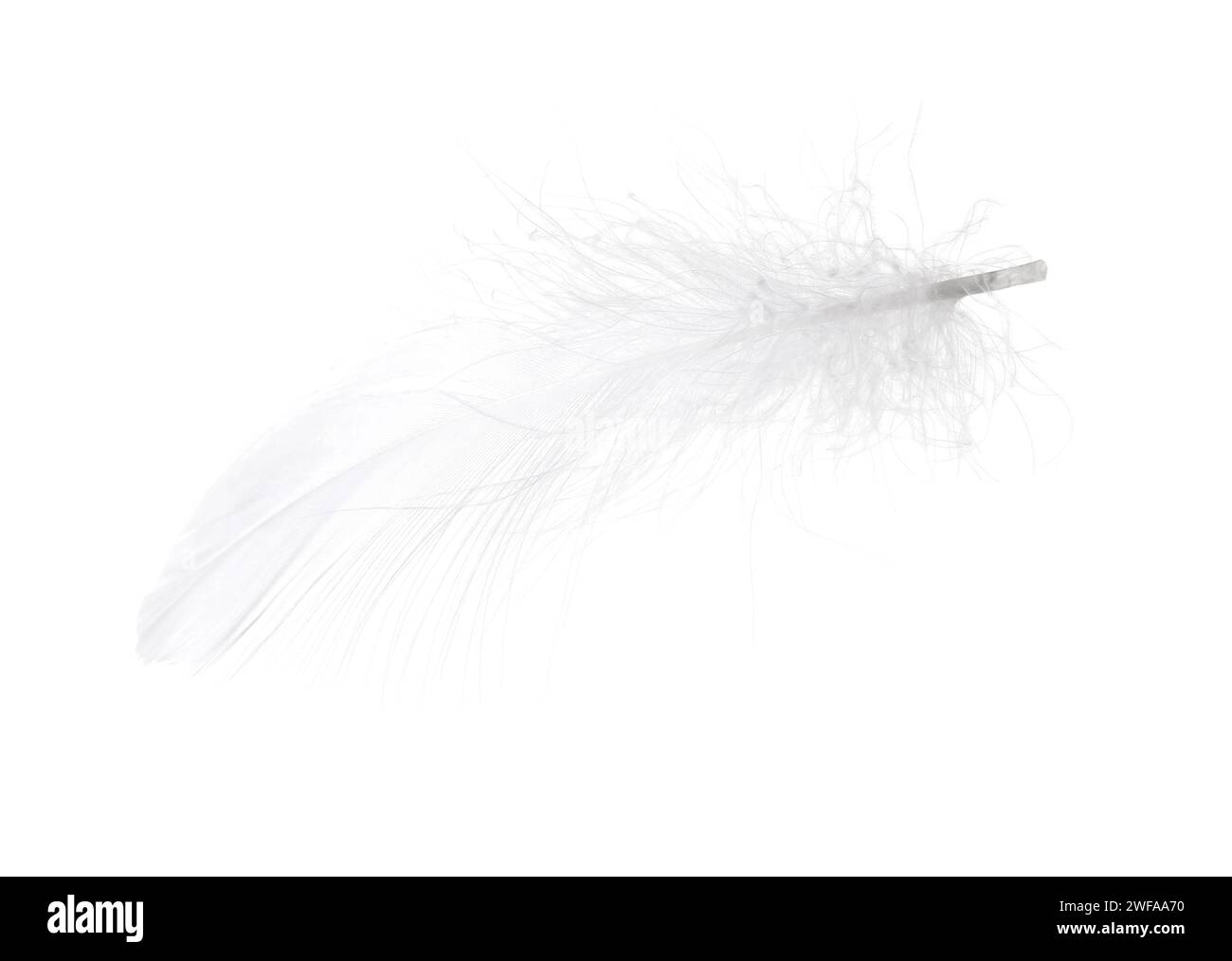 Beautiful fluffy bird feather isolated on white Stock Photo - Alamy