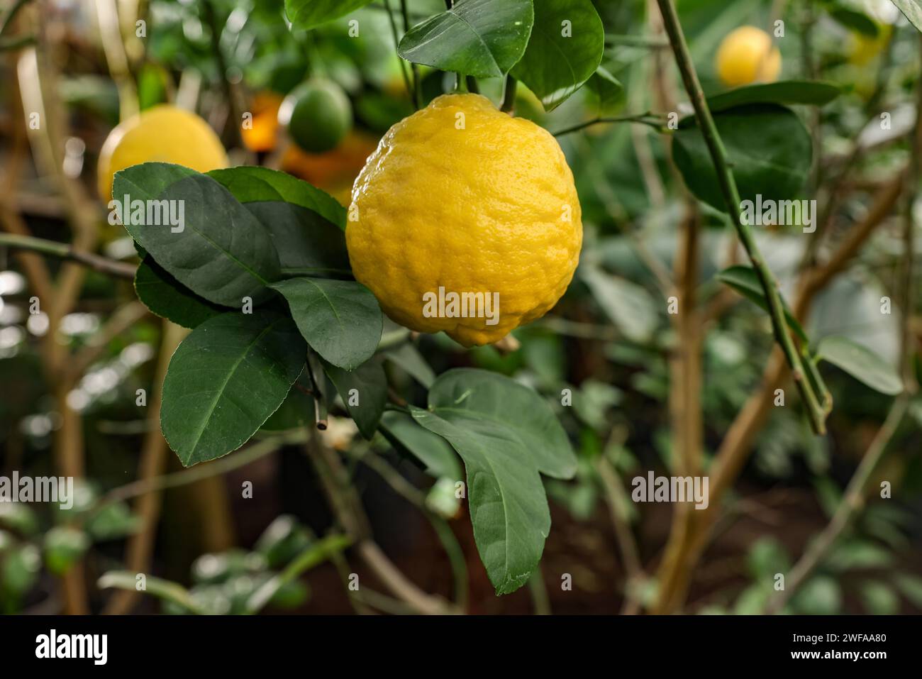 Lemon tree with ripe fruit in greenhouse Stock Photo - Alamy