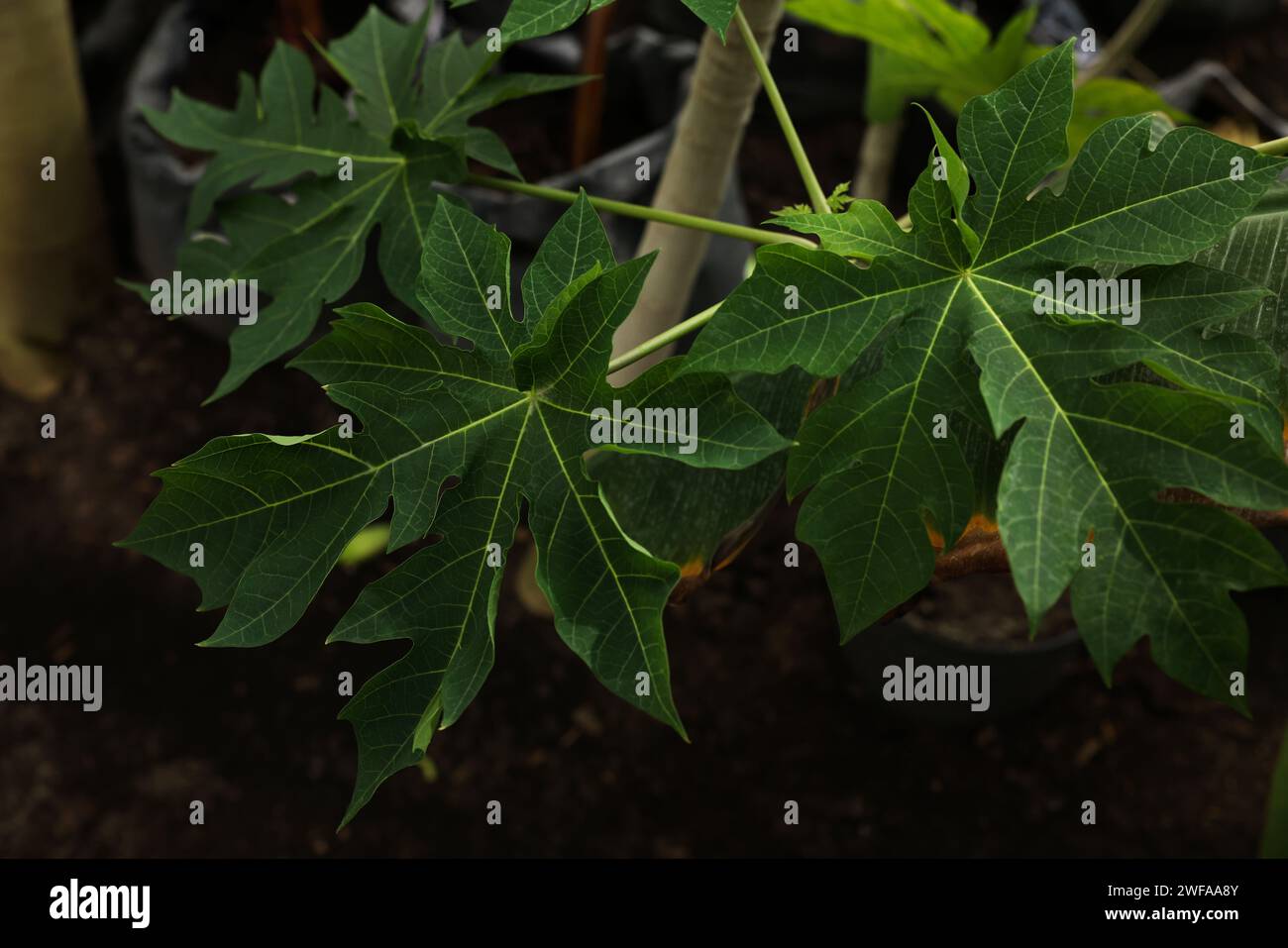 Papaya tree with beautiful leaves growing in greenhouse Stock Photo - Alamy