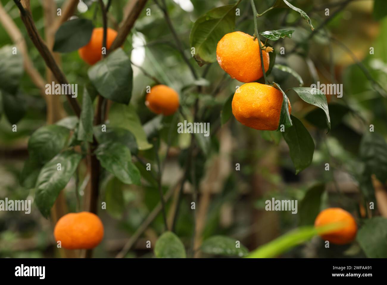 Tangerine tree with ripe fruits in greenhouse Stock Photo - Alamy