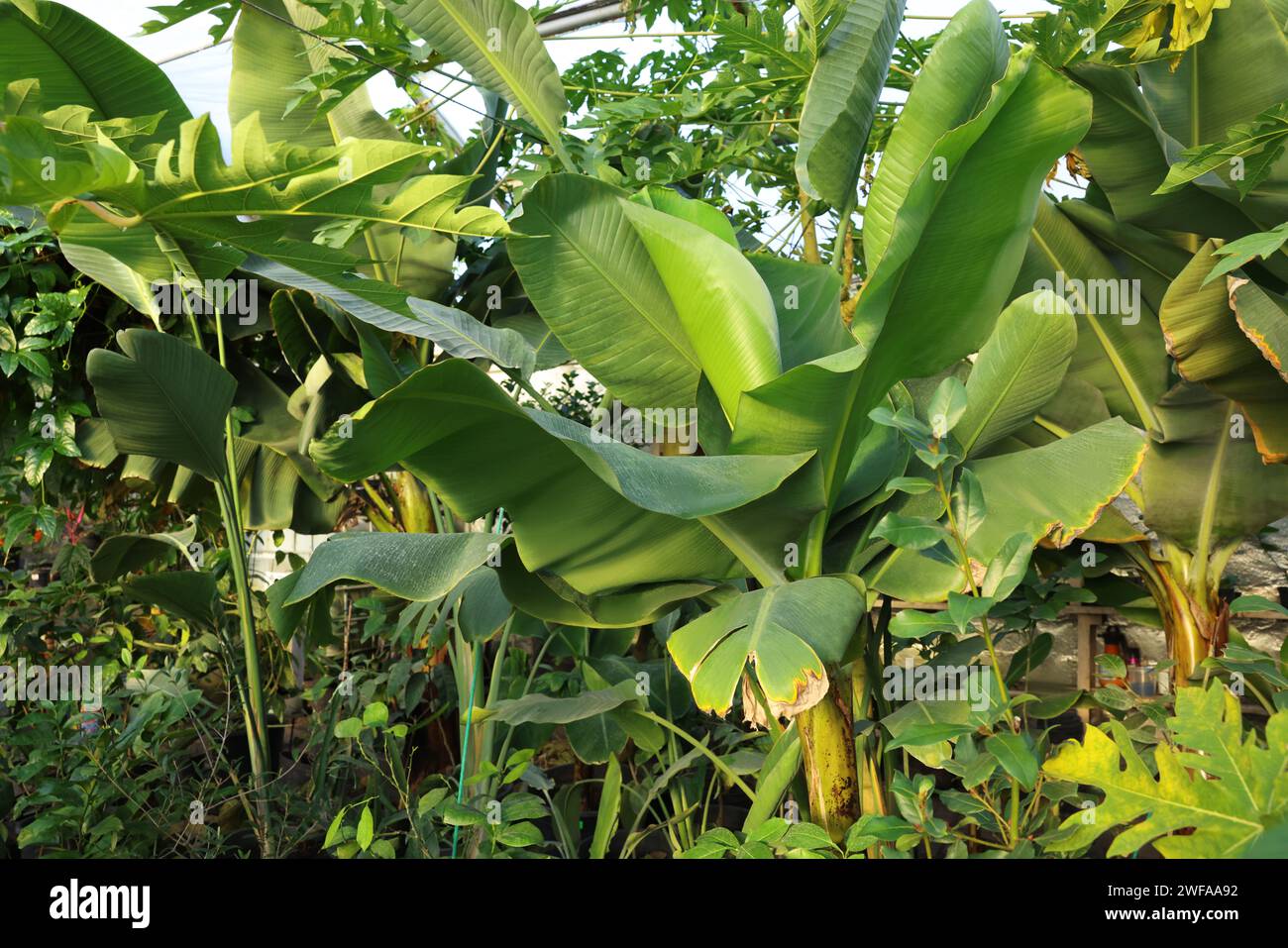 Beautiful banana tree with lush leaves growing in greenhouse Stock ...