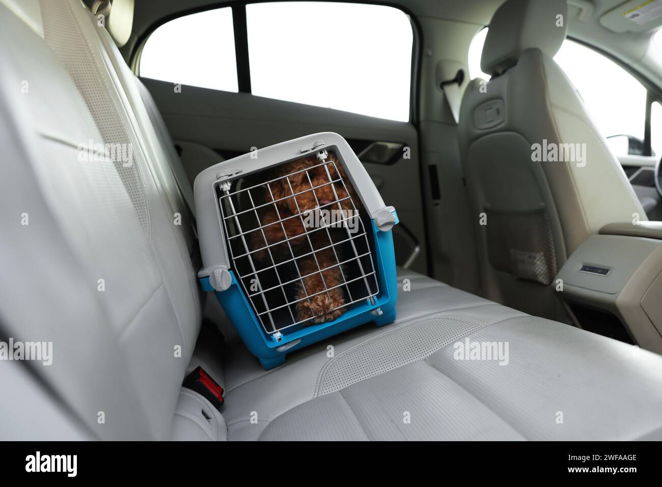 Cute dog in pet carrier travelling by car Stock Photo - Alamy