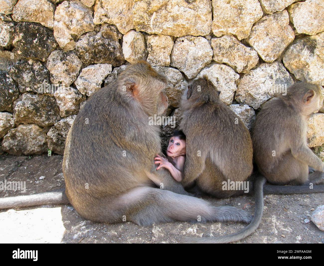 Family of monkeys near Uluwatu temple in Bali, Indonesia Stock Photo ...