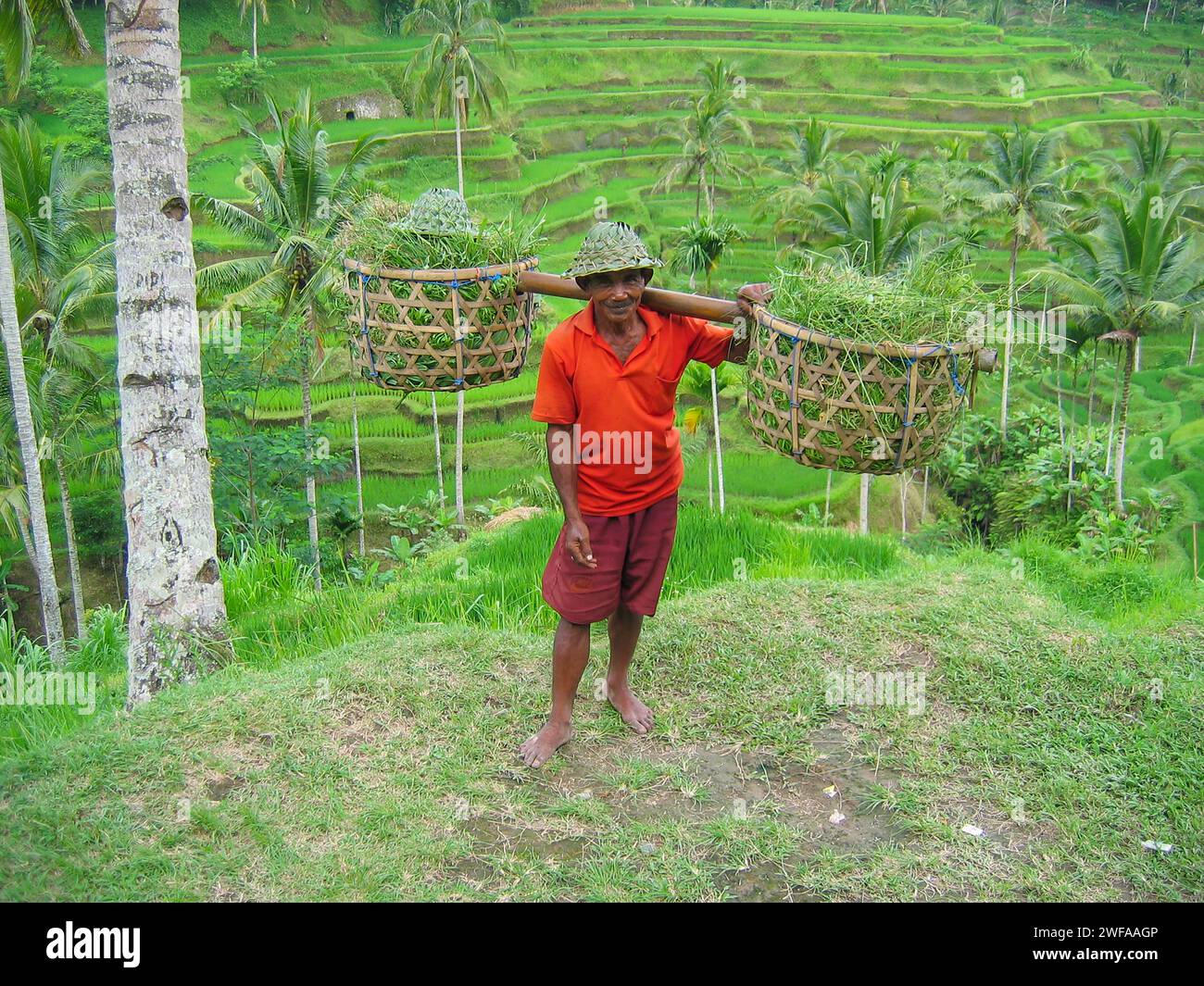 A Balinese man carrying baskets over his shoulder at Tegalallang iin ...