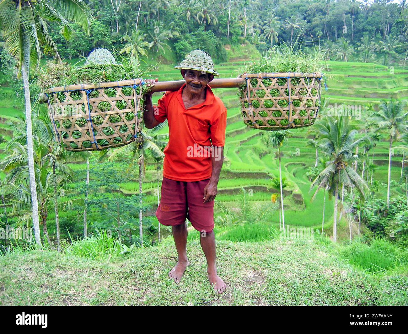 A Balinese man carrying baskets over his shoulder at Tegalallang iin ...