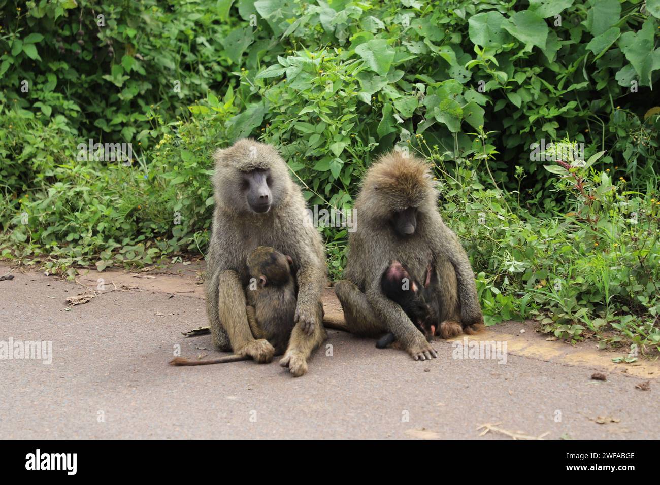 Arusha. 29th Jan, 2024. This photo taken on Jan. 29, 2024 shows two ...