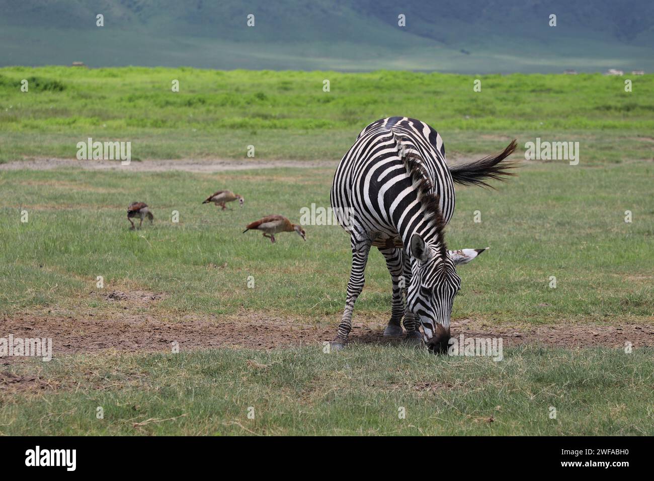 Arusha. 29th Jan, 2024. This photo taken on Jan. 29, 2024 shows a zebra ...