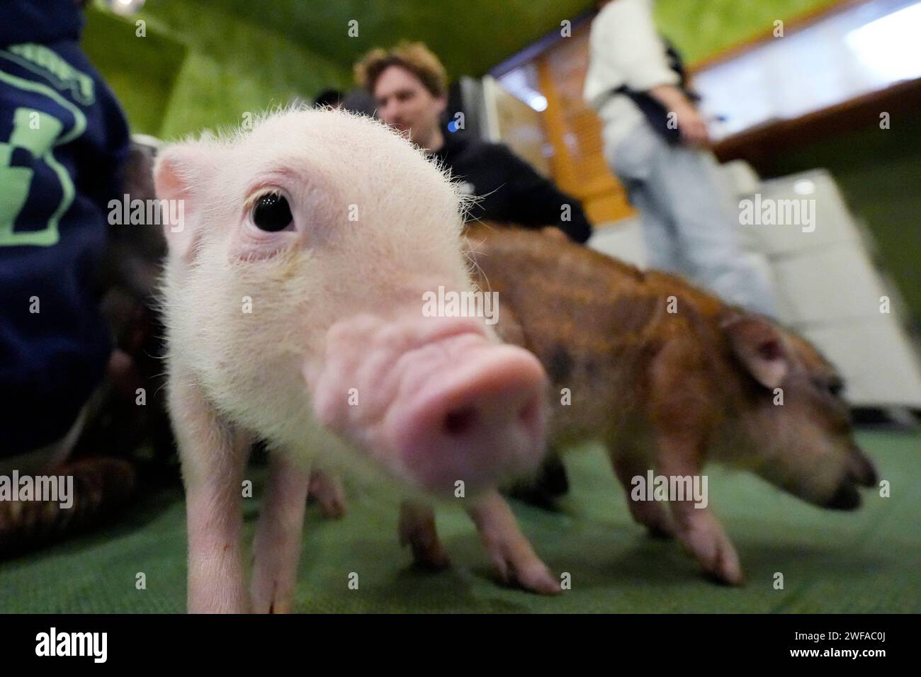 Micro pigs walk around at a mipig cafe, Wednesday, Jan. 24, 2024, in ...