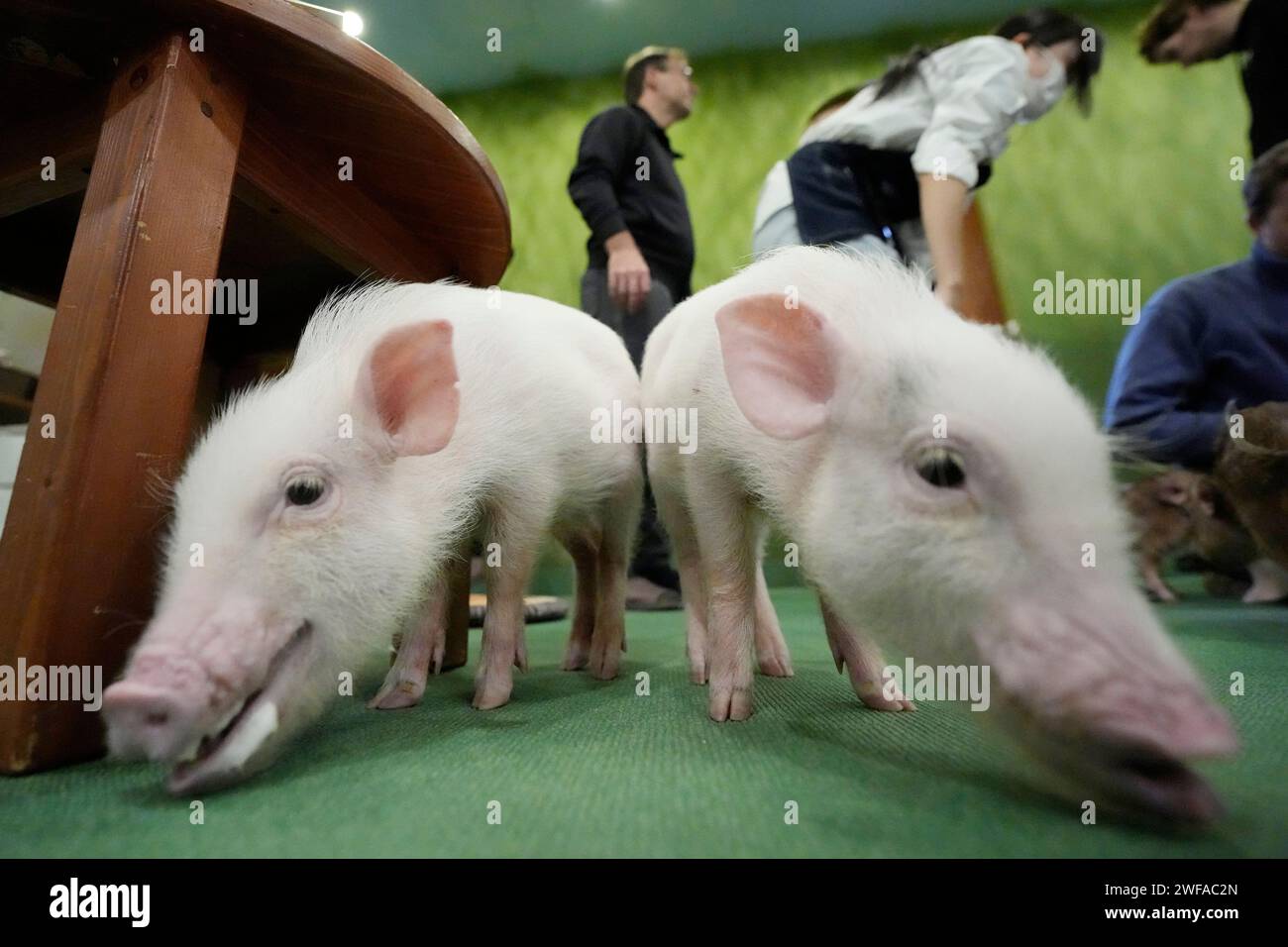 Micro pigs walk around at a mipig cafe, Wednesday, Jan. 24, 2024, in ...