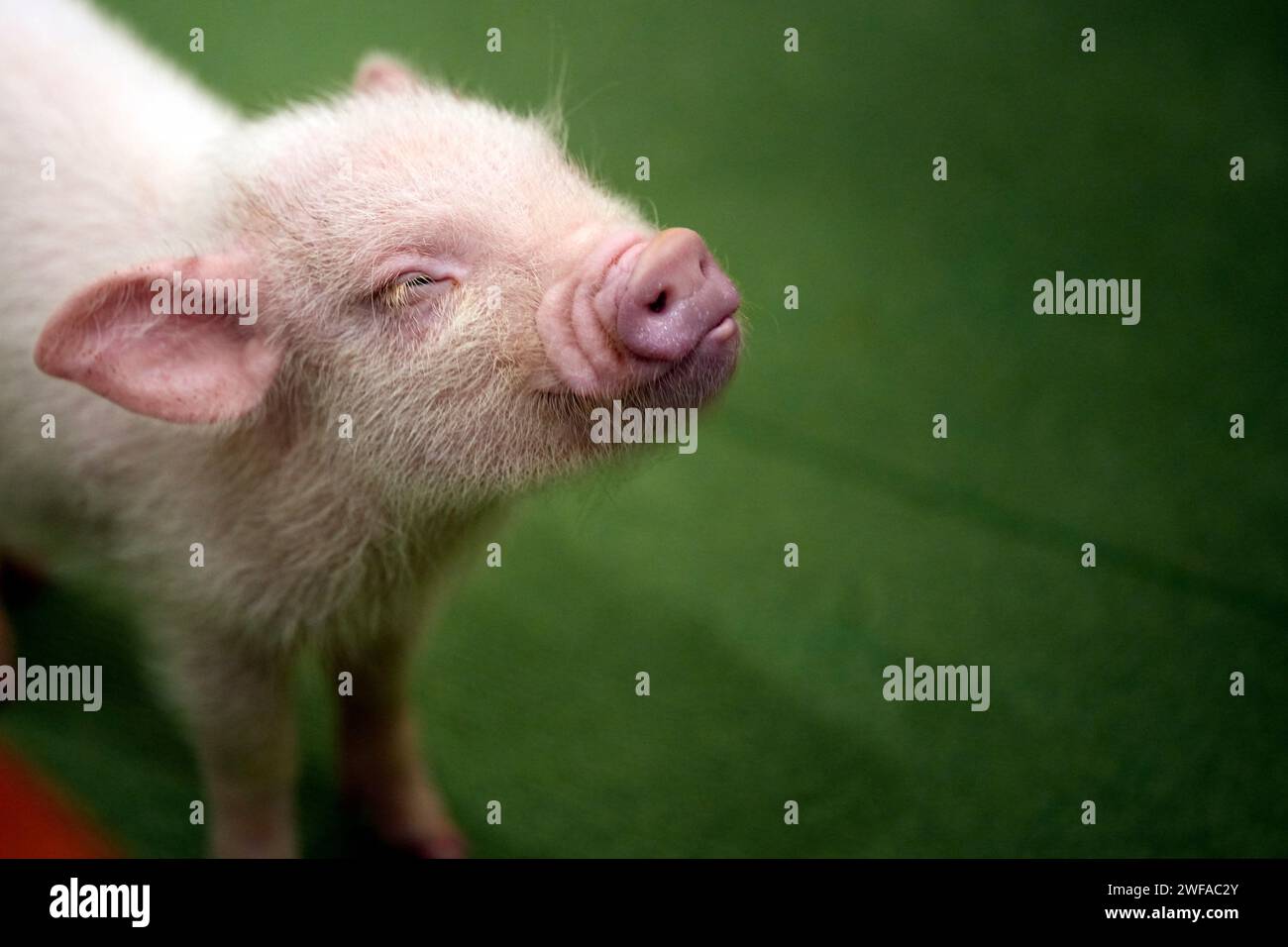 A micro pig pauses at a mipig cafe, Wednesday, Jan. 24, 2024, in Tokyo ...