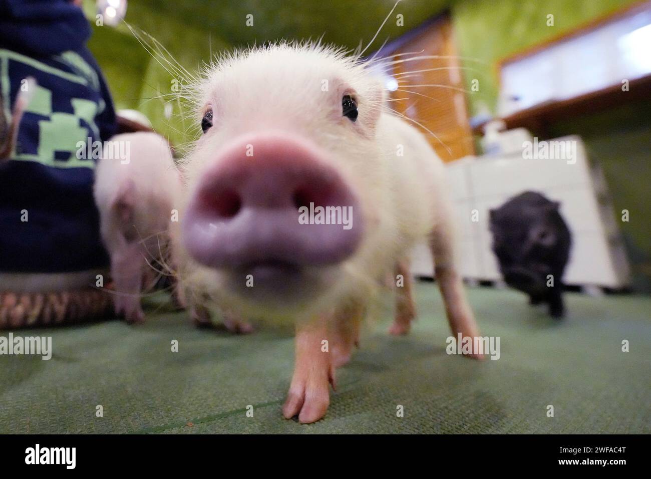 Micro pigs walk around at a mipig cafe, Wednesday, Jan. 24, 2024, in ...