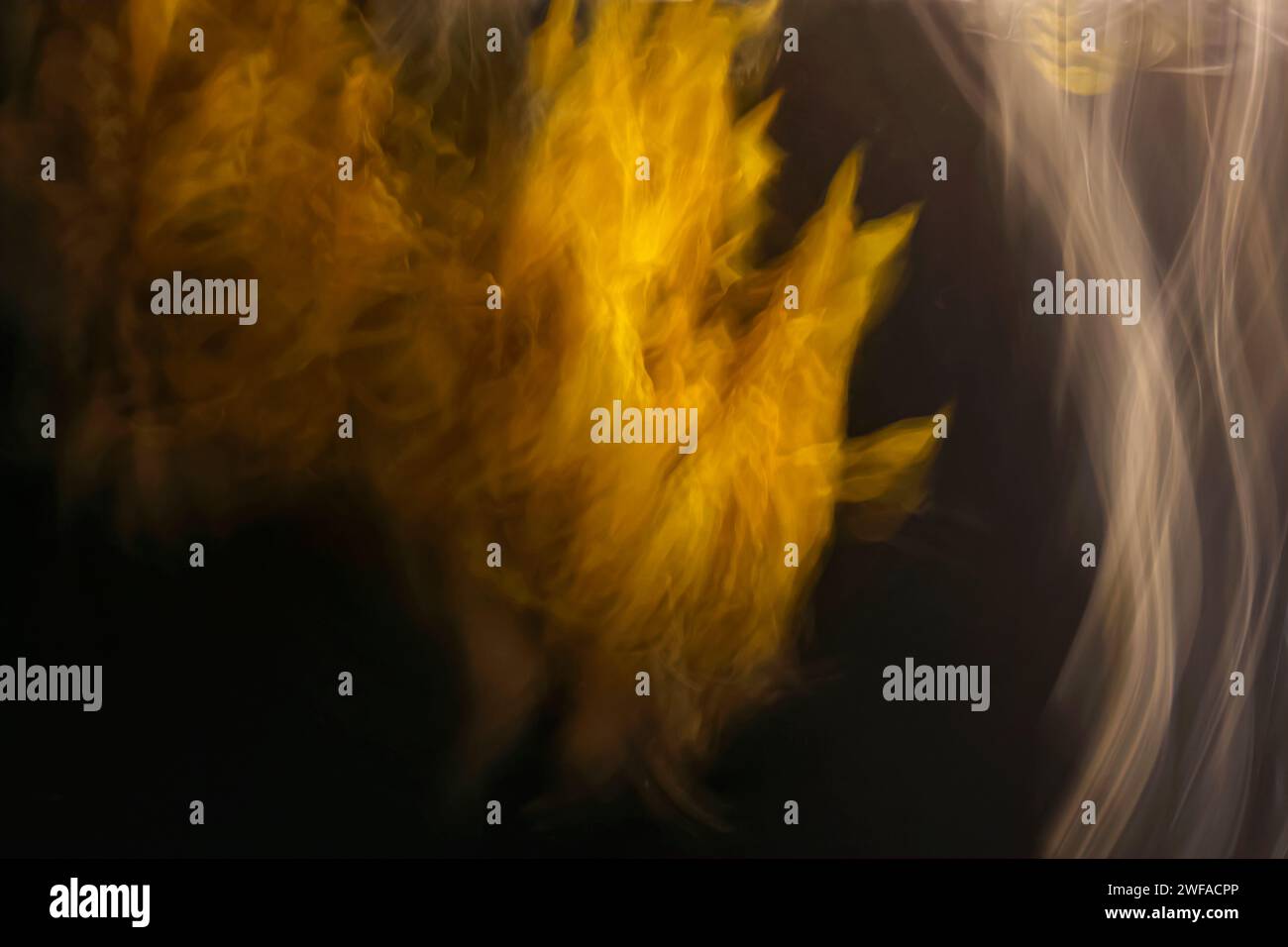 Creeping Sunflower. Beautiful vibrant yellow, golden tones and black ...