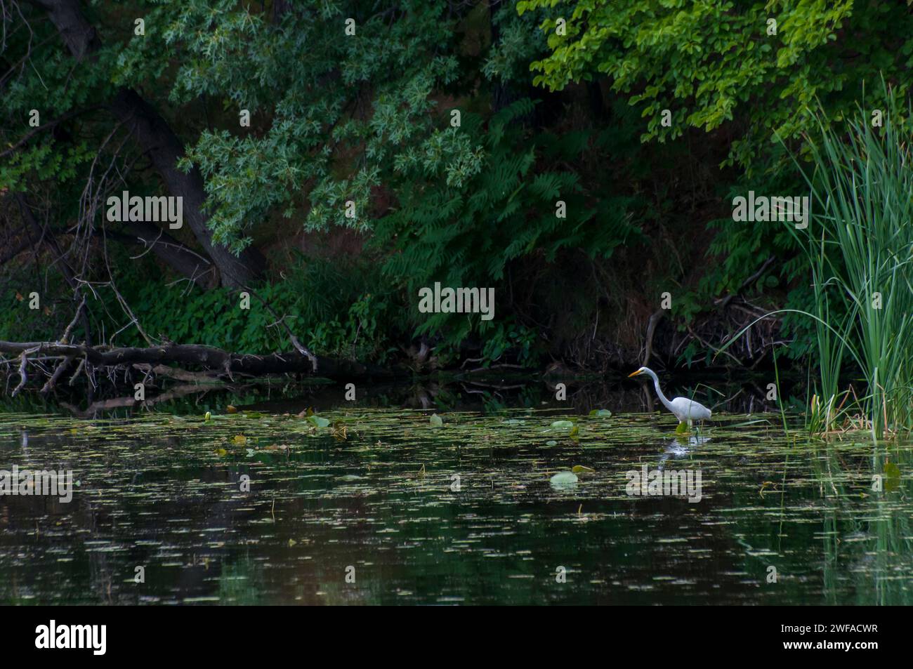 Vadnais Heights, Minnesota. Vadnais Lake Regional Park. Great Egret ...