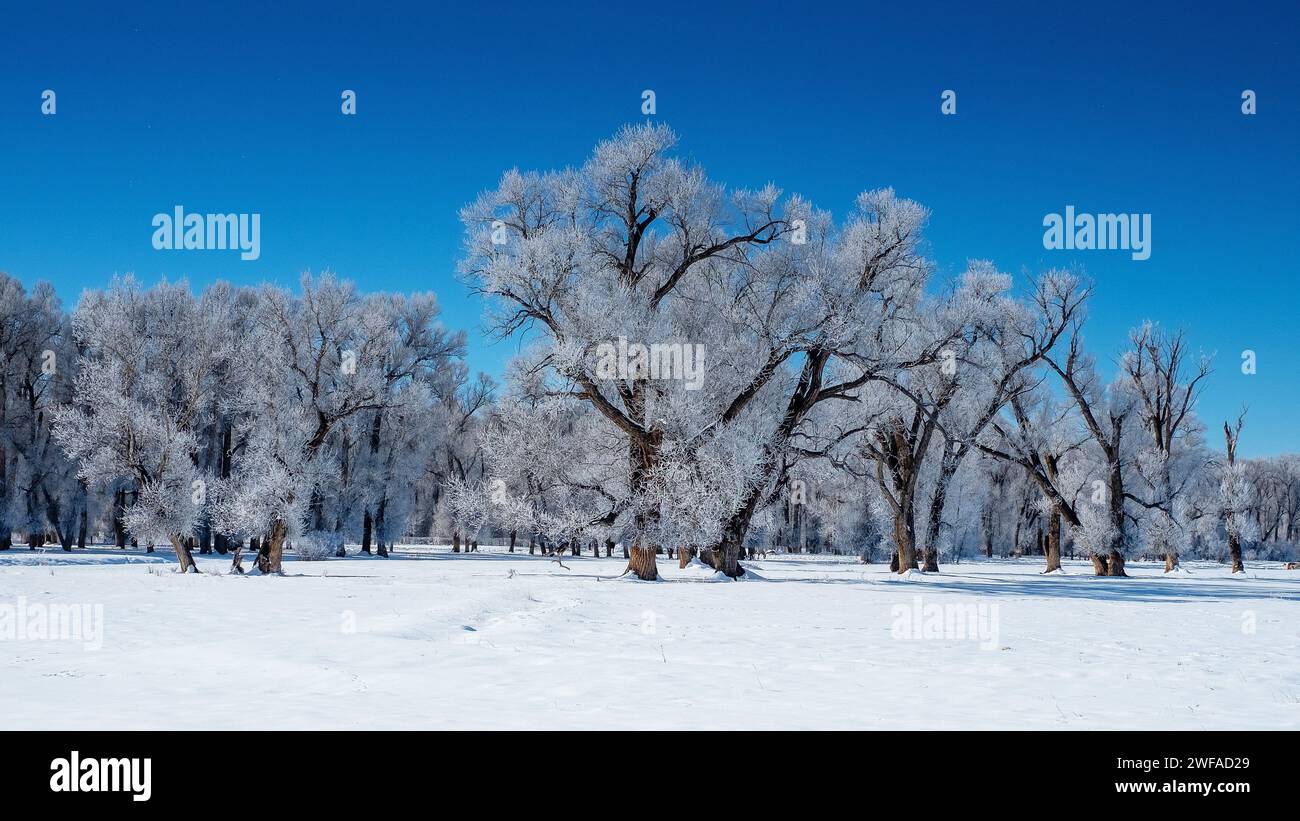 January 28, 2024: Frosted trees near the Gunnison River on a spectacular January morning ...