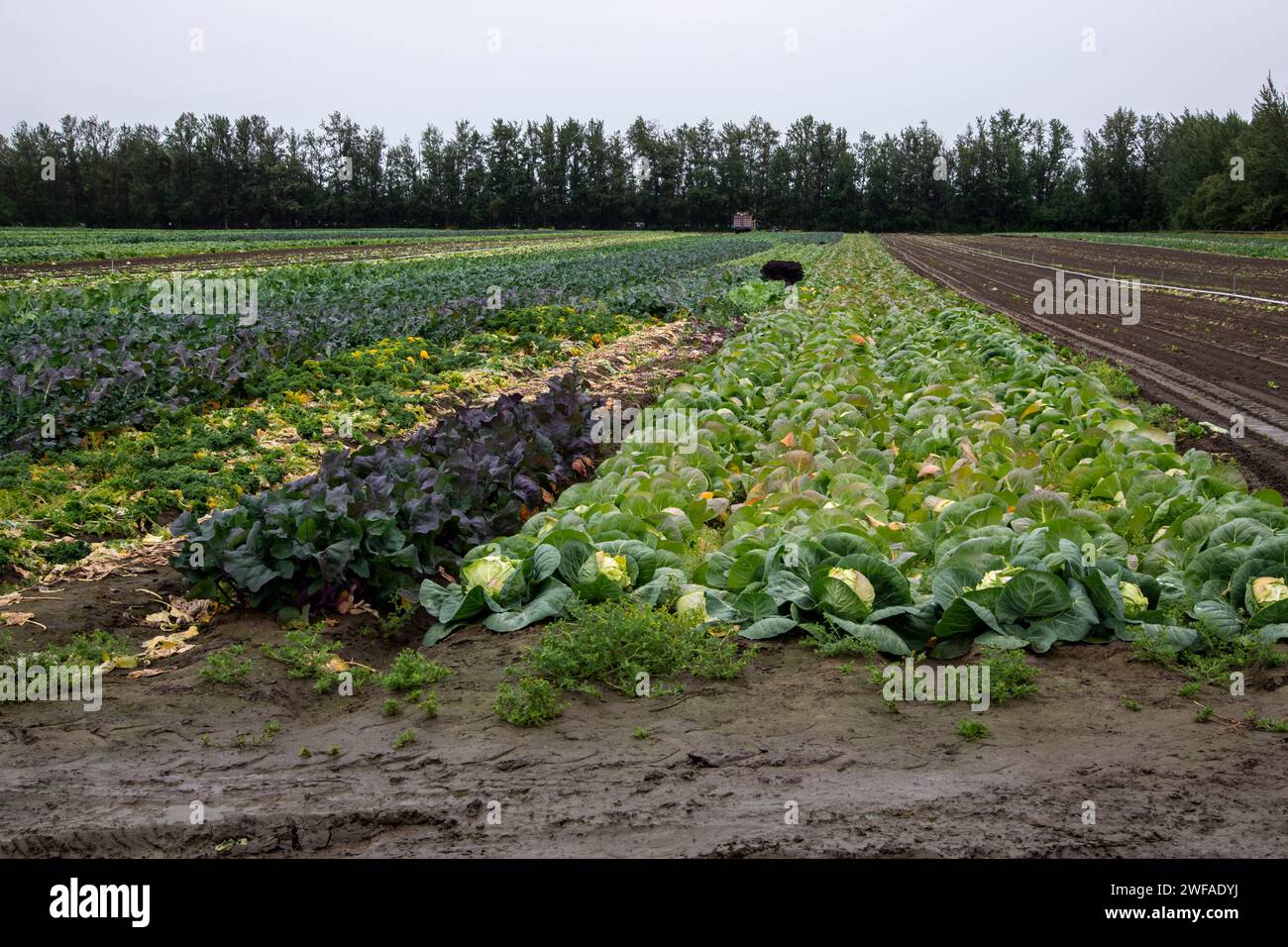 Vegetables growing alaska hi-res stock photography and images - Alamy