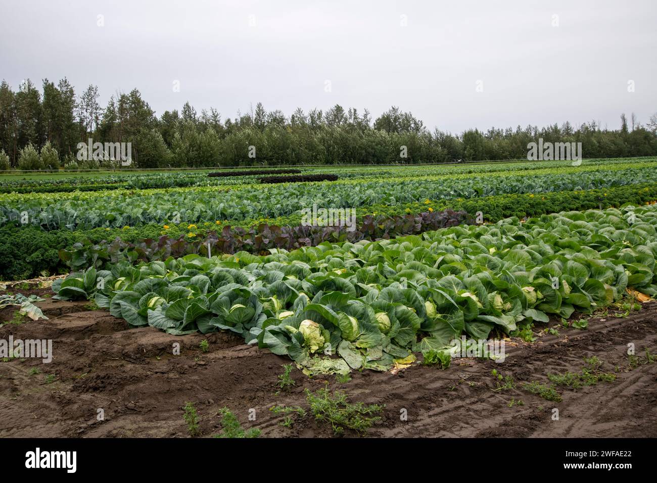 Vegetables growing alaska hi-res stock photography and images - Alamy