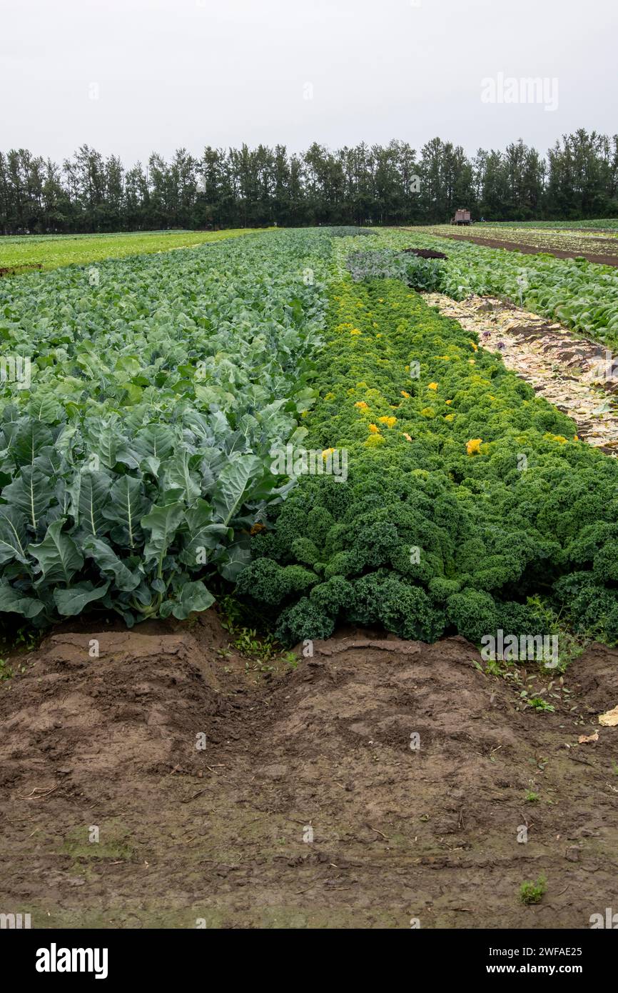 Alaska vegetables hi-res stock photography and images - Alamy