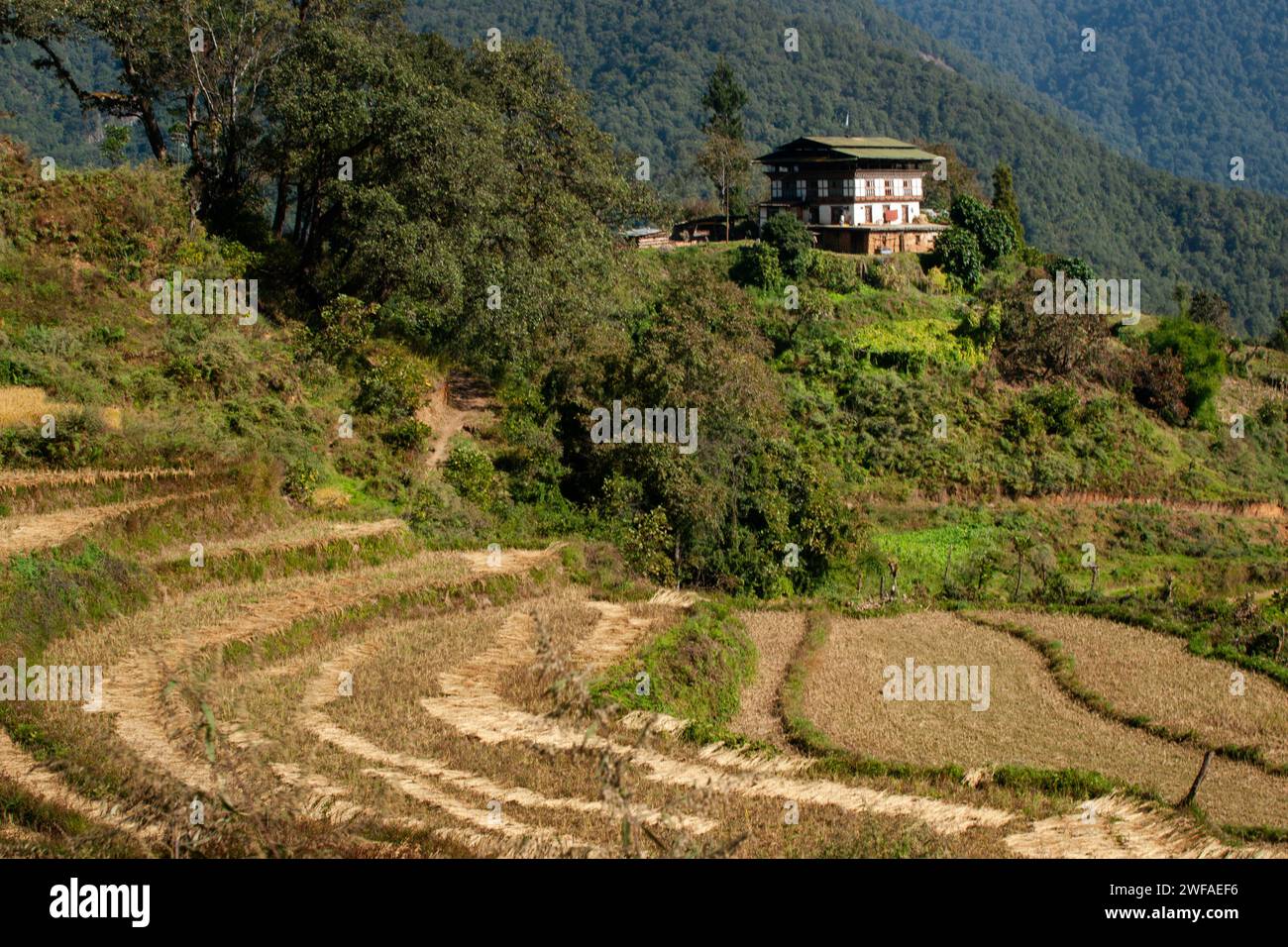 Terraced landscape of rice fields during autumn harvest in Punaka ...