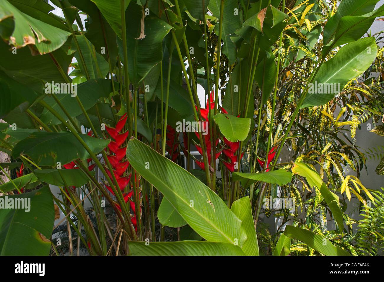 Bright red heliconia flower in tropical backyard Stock Photo - Alamy