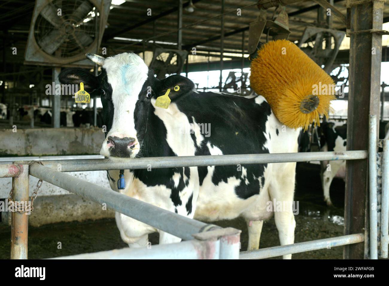 HAIAN, CHINA - JANUARY 29, 2024 - A cow enjoys a "tickle" service at a ...