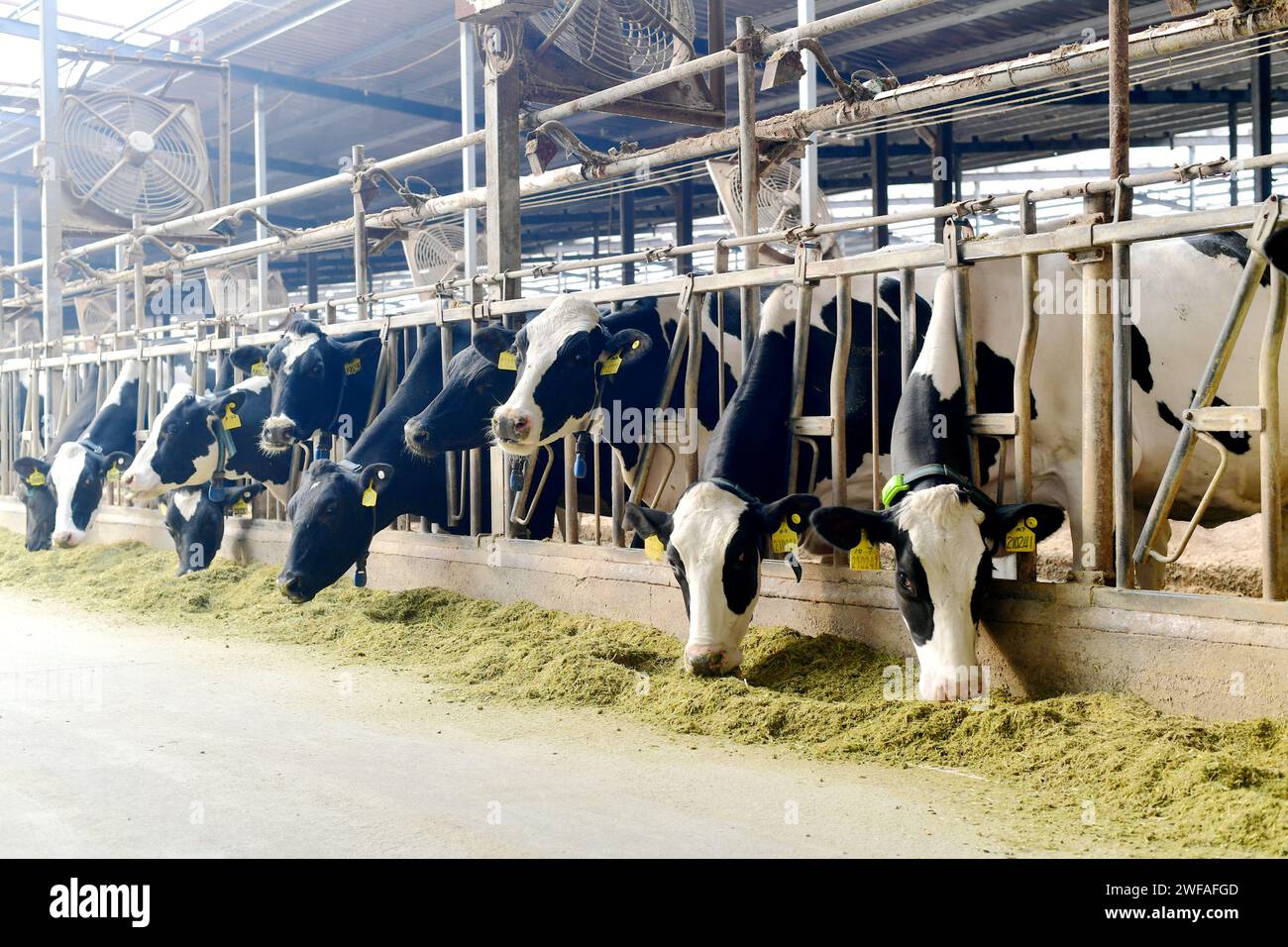 HAIAN, CHINA - JANUARY 29, 2024 - A QR code on each cow's ear tag can ...