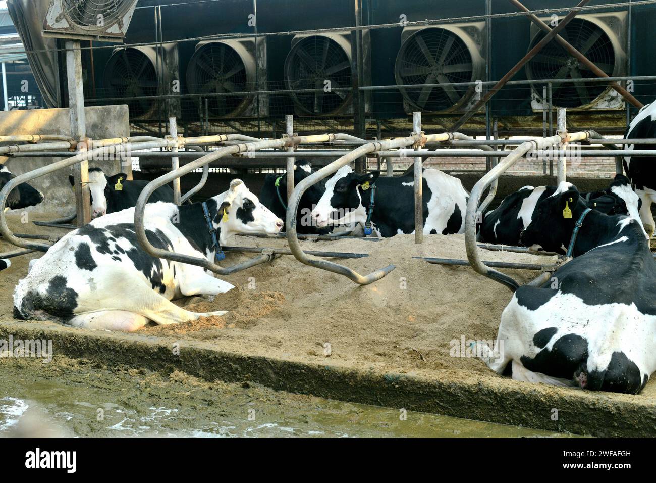 HAIAN, CHINA - JANUARY 29, 2024 - Cows live in "townhouses" at an ...