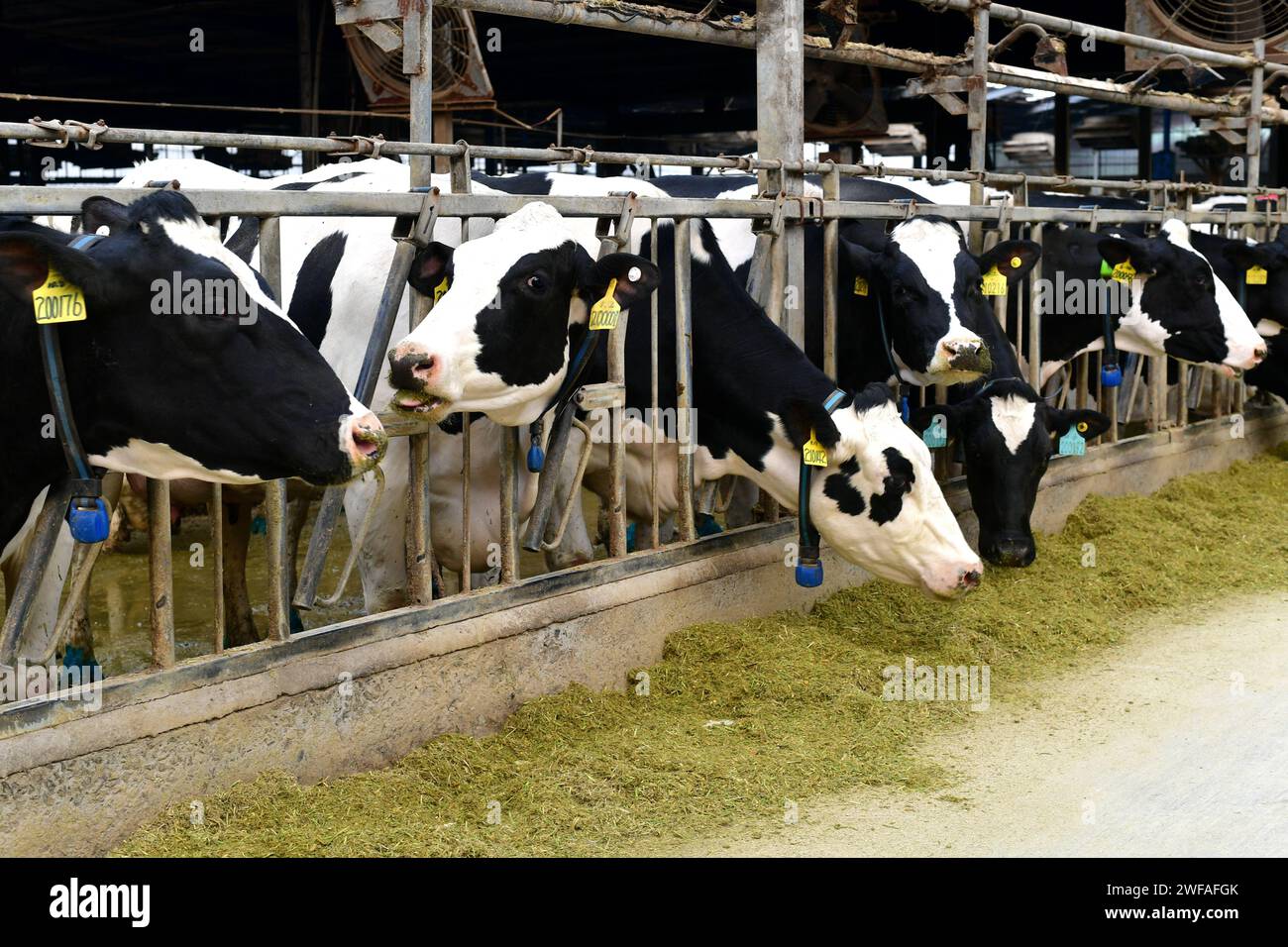 HAIAN, CHINA - JANUARY 29, 2024 - A QR code on each cow's ear tag can ...