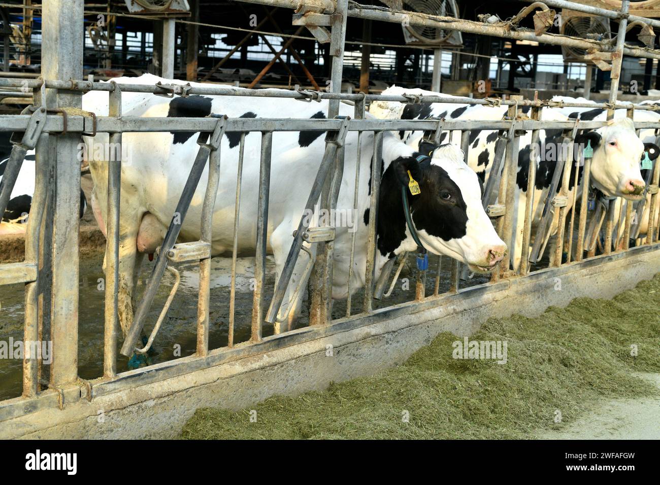 HAIAN, CHINA - JANUARY 29, 2024 - A QR code on each cow's ear tag can ...