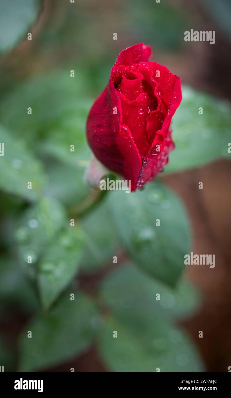 Close up of the red rose bud, Mister Lincoln Hybrid Tea Rose, covered ...