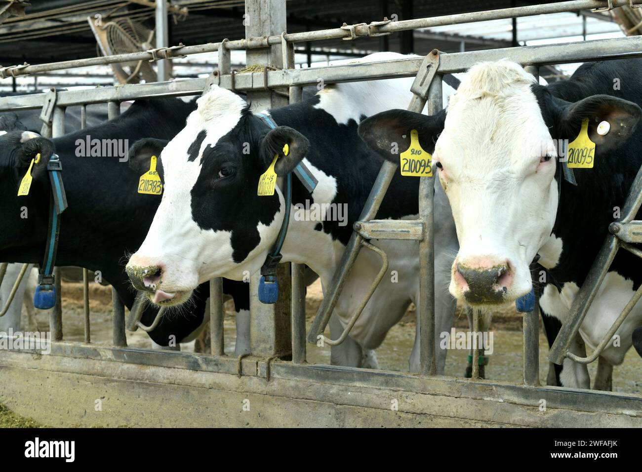 HAIAN, CHINA - JANUARY 29, 2024 - A QR code on each cow's ear tag can ...