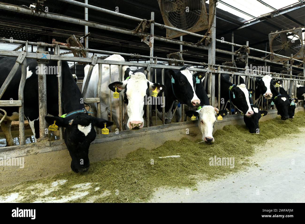 HAIAN, CHINA - JANUARY 29, 2024 - A QR code on each cow's ear tag can ...