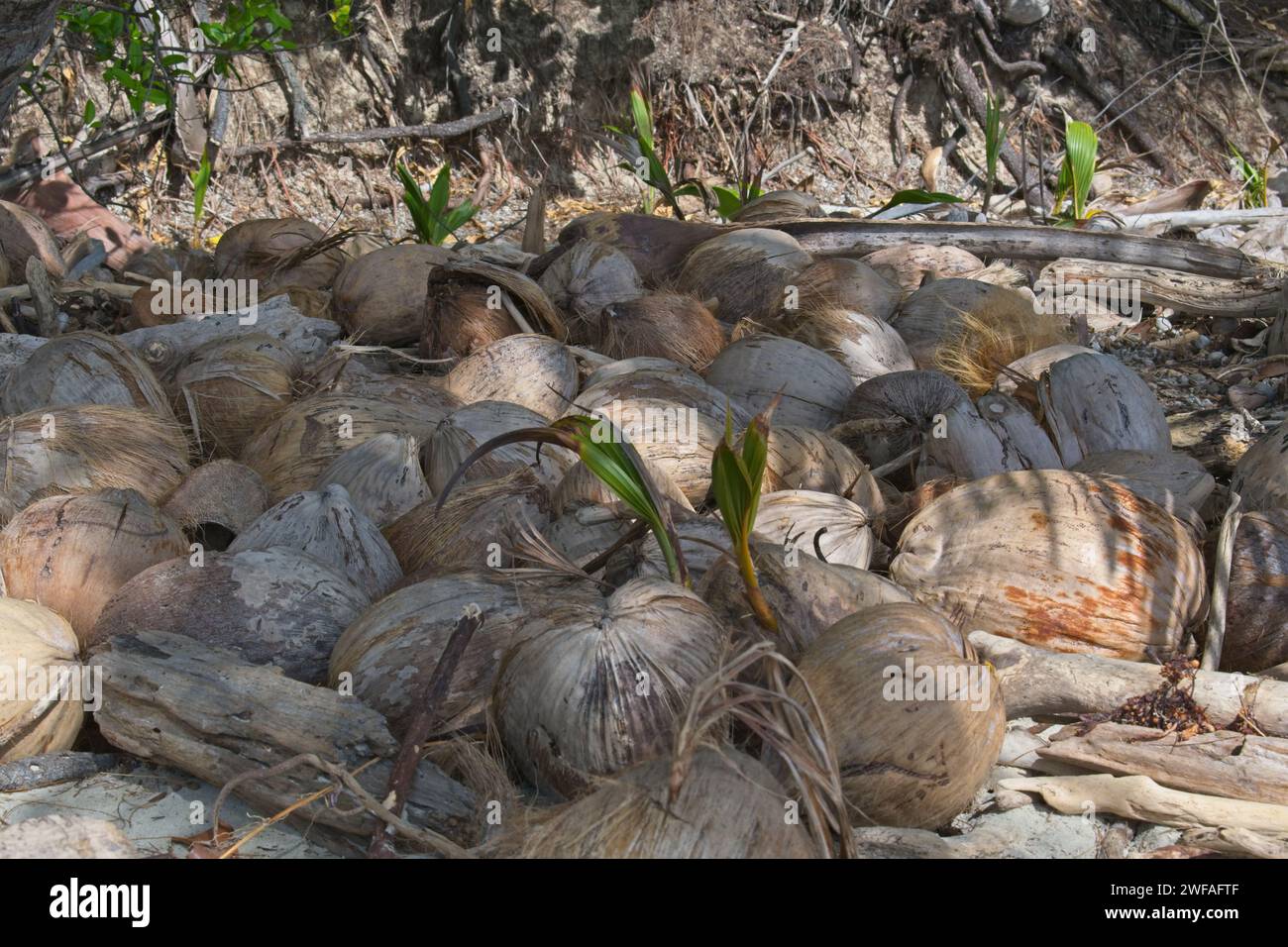 Sprouted coconut on beach in hi-res stock photography and images - Alamy