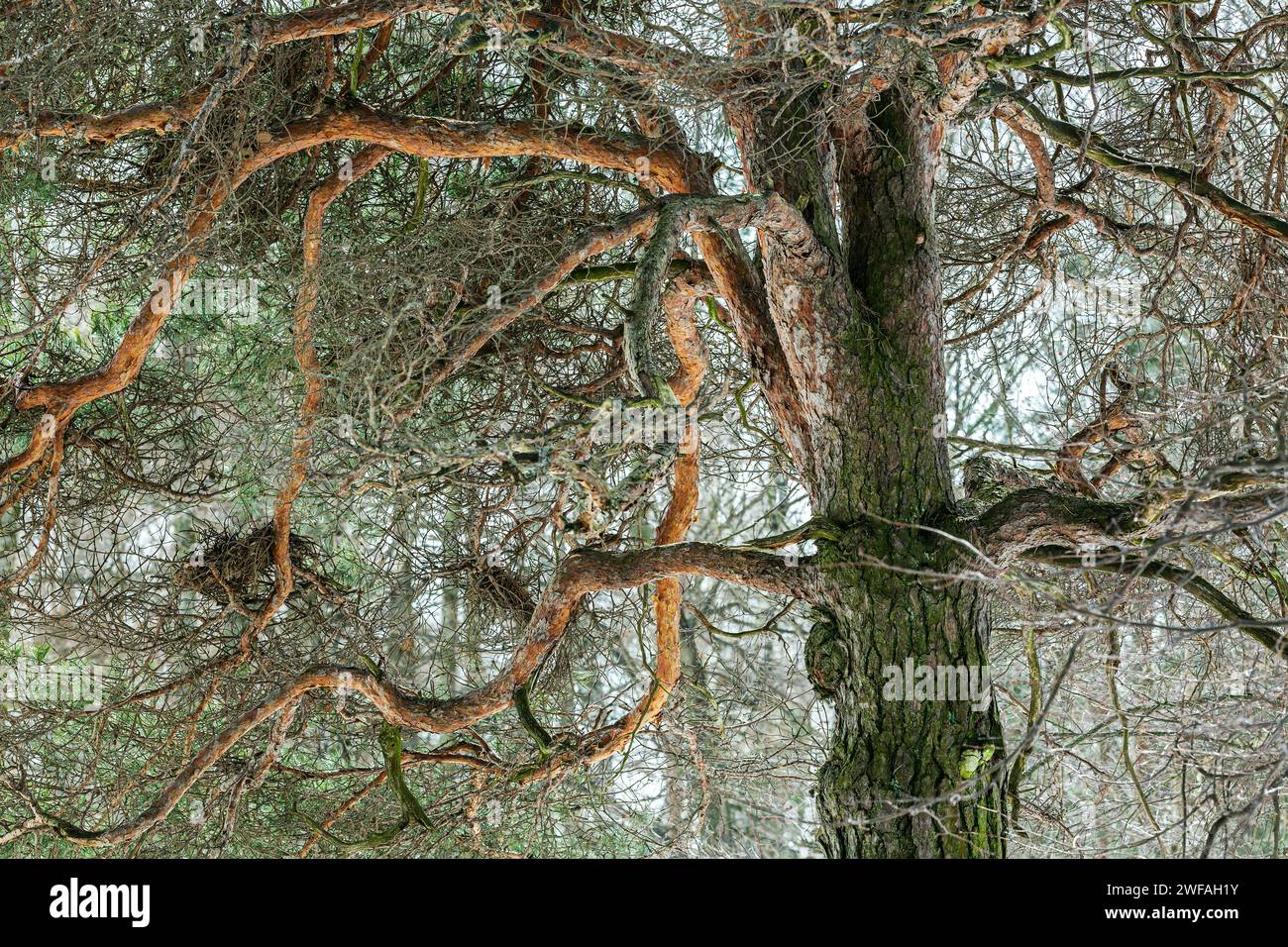 Twisted pine tree hi-res stock photography and images - Alamy