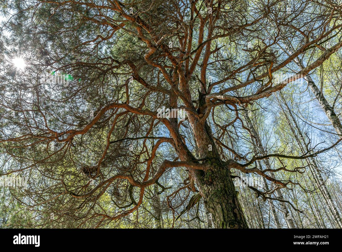 bottom view of the tops of pine tree in the forest at spring time Stock ...
