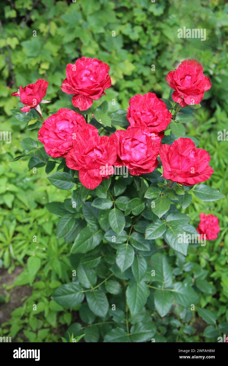 Red roses growing in garden. Beautiful flowers blossom in bush garden ...