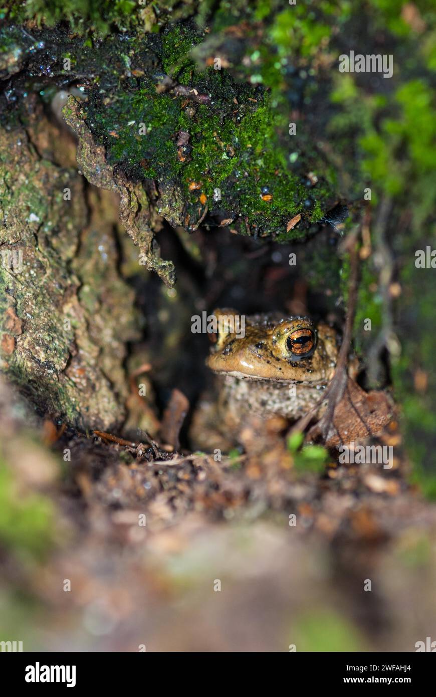 Hidden forest cave hi-res stock photography and images - Alamy