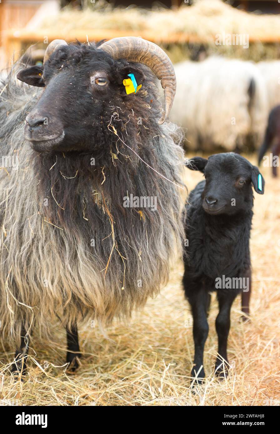 Livestock identification hi-res stock photography and images - Alamy