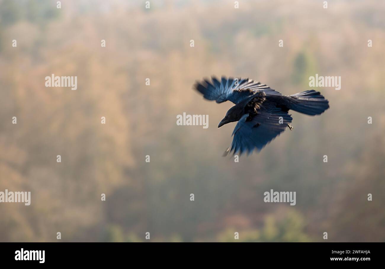 Raven crow (black morph of carrion crow) (Corvus corone), in flight ...