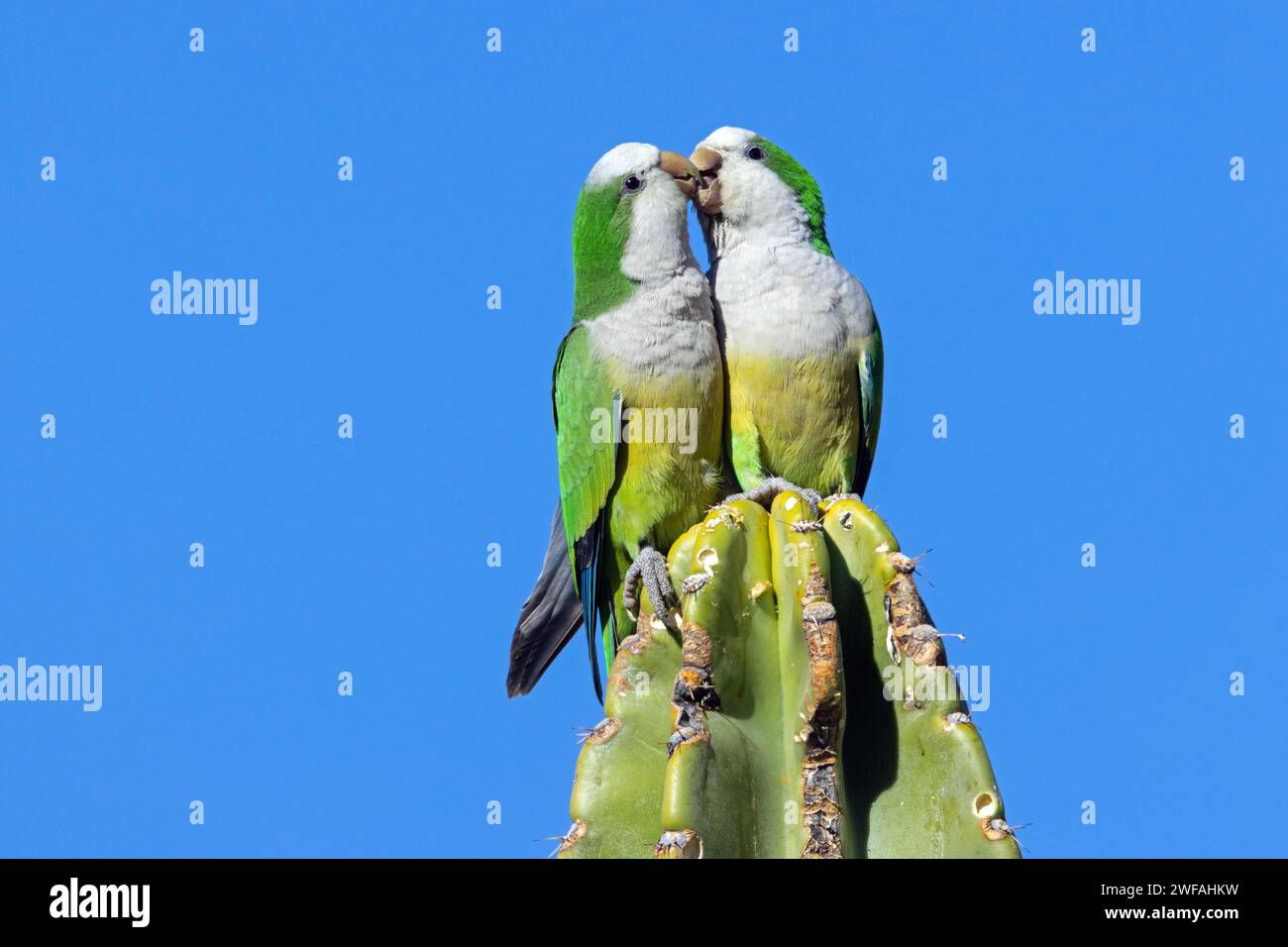 Monk Parakeet Parrot Monk Parakeet Stock Photo - Alamy