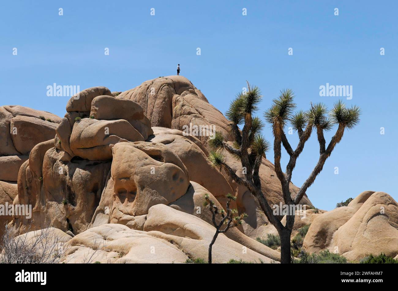 Monzogranite formations, Joshua Tree National Park, Palm Desert ...