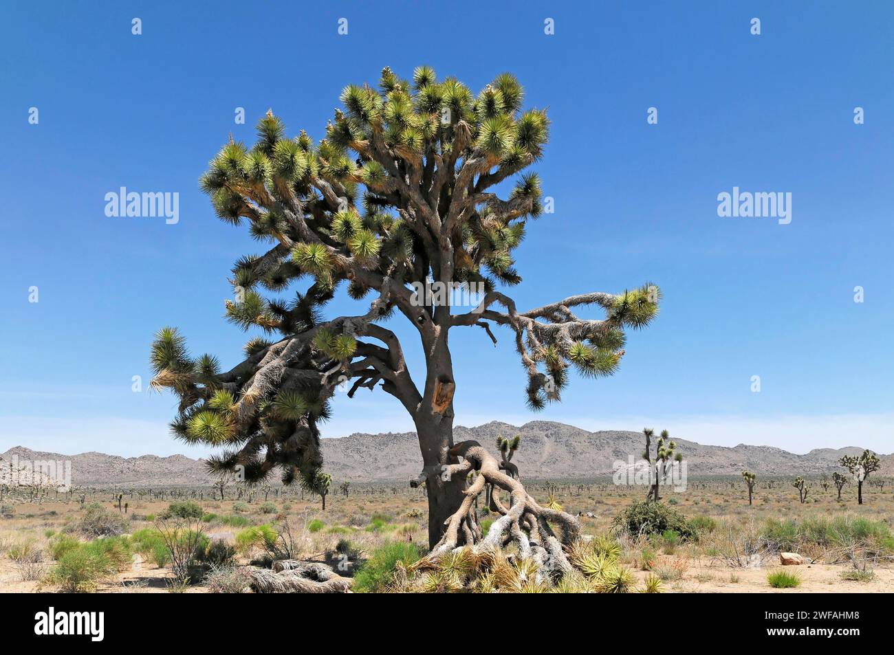 Joshua trees (Yucca brevifolia), Joshua Tree National Park, Palm Desert ...